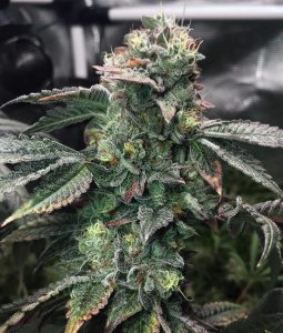 Super Soaker Feminized Marijuana Seeds – Best Cannabis Bud Depot