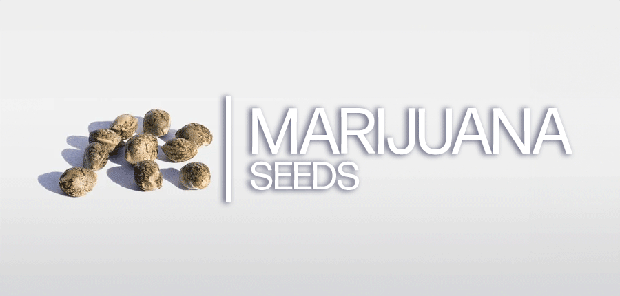 Blog | Best Cannabis Bud Depot
