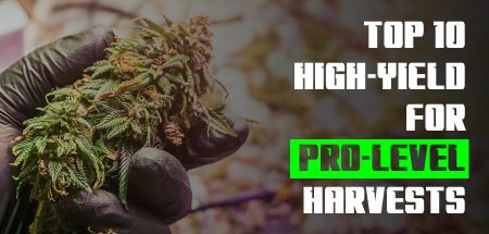 Top 10 High-Yield Plants for Pro-Level Harvests! – Best Cannabis Bud Depot