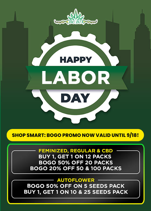 Buy Marijuana Seeds | Cannabis Seeds For Sale | Best Cannabis Bud Depot