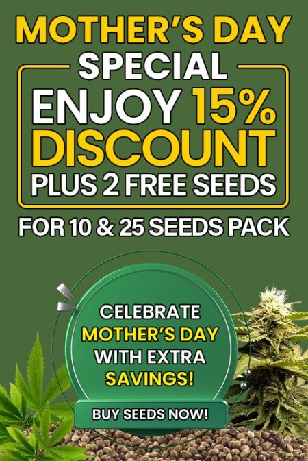 Buy Marijuana Seeds | Cannabis Seeds For Sale | Best Cannabis Bud Depot