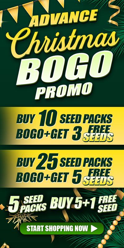 Buy Marijuana Seeds | Cannabis Seeds For Sale | Best Cannabis Bud Depot