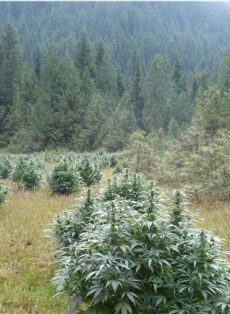 Buy Marijuana Seeds | Cannabis Seeds For Sale | Best Cannabis Bud Depot