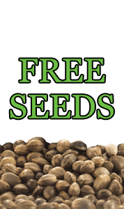 Free 2 Extra Seeds Marijuana Seeds – Best Cannabis Bud Depot