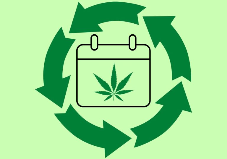 What’s the Best Schedule for Your Autoflower Plant? – Best Cannabis Bud ...