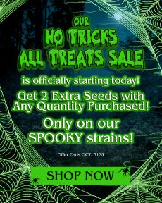 Buy Marijuana Seeds | Cannabis Seeds For Sale | Best Cannabis Bud Depot